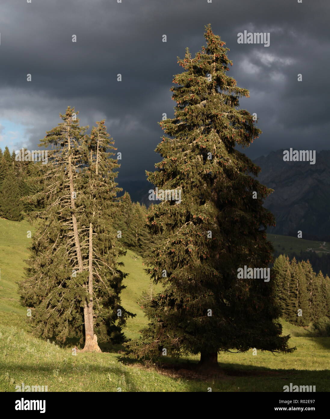 trees on a mountain slope Stock Photo - Alamy