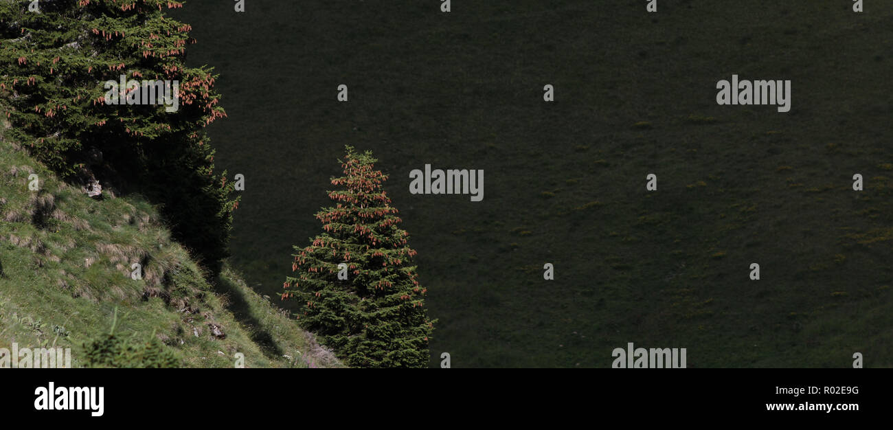 alpine landscape detail with pine trees in summer Stock Photo - Alamy