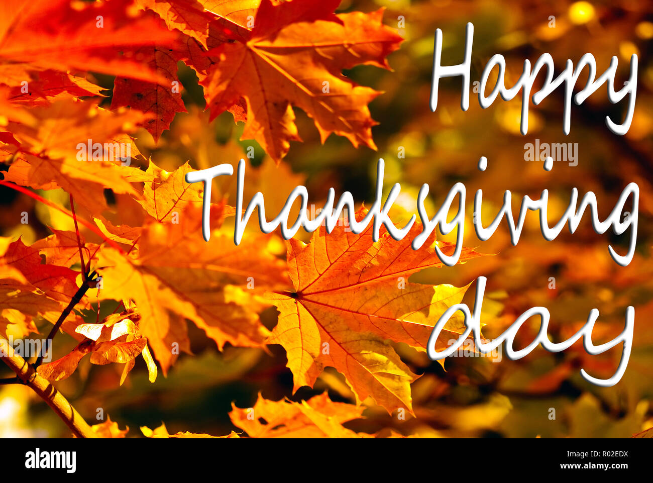Thanksgiving autumn leaves background hi-res stock photography and ...