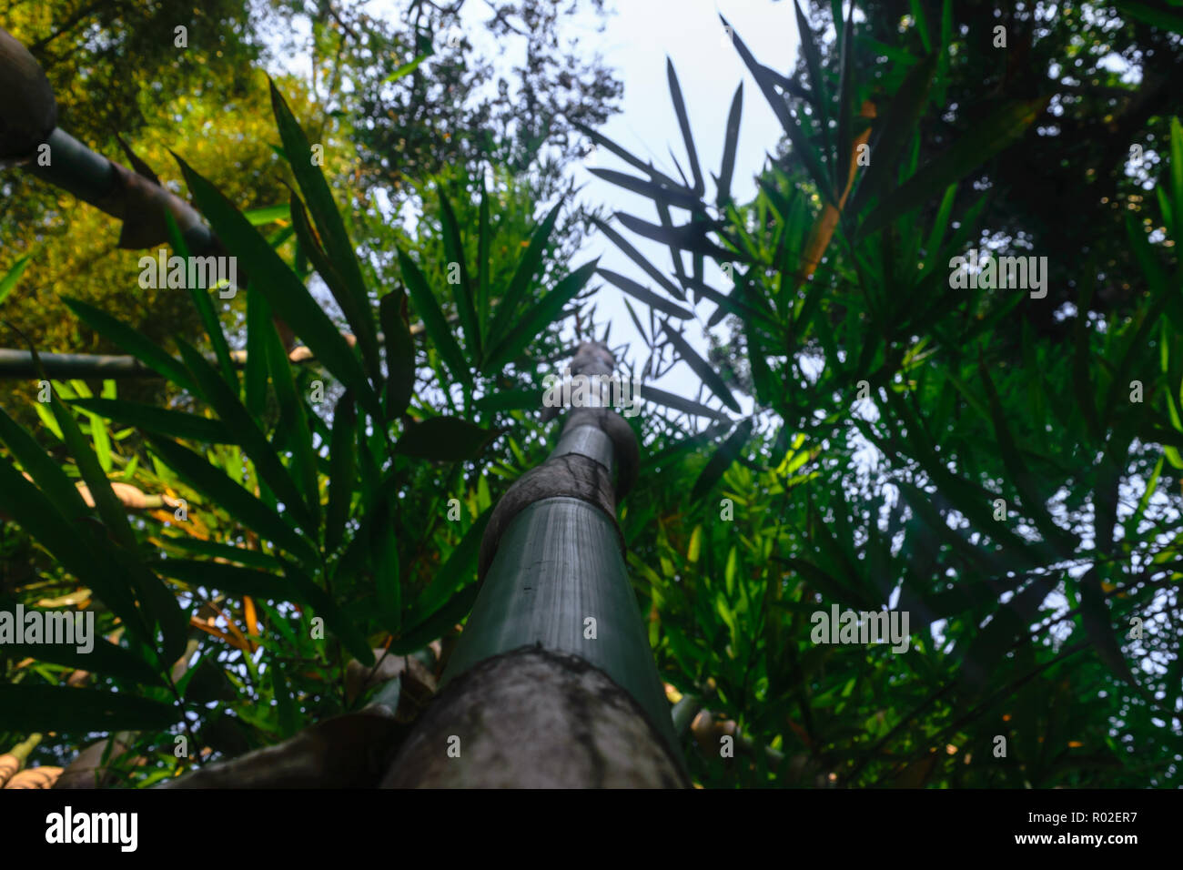 Up view from the ground of green and big bamboo tree trunk in ...