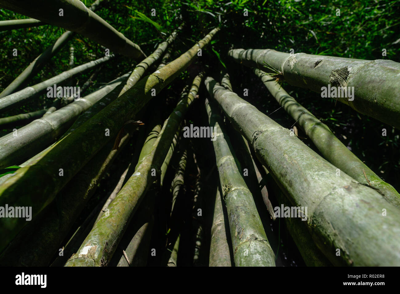 Up view from the ground of green and big bamboo tree trunks in ...