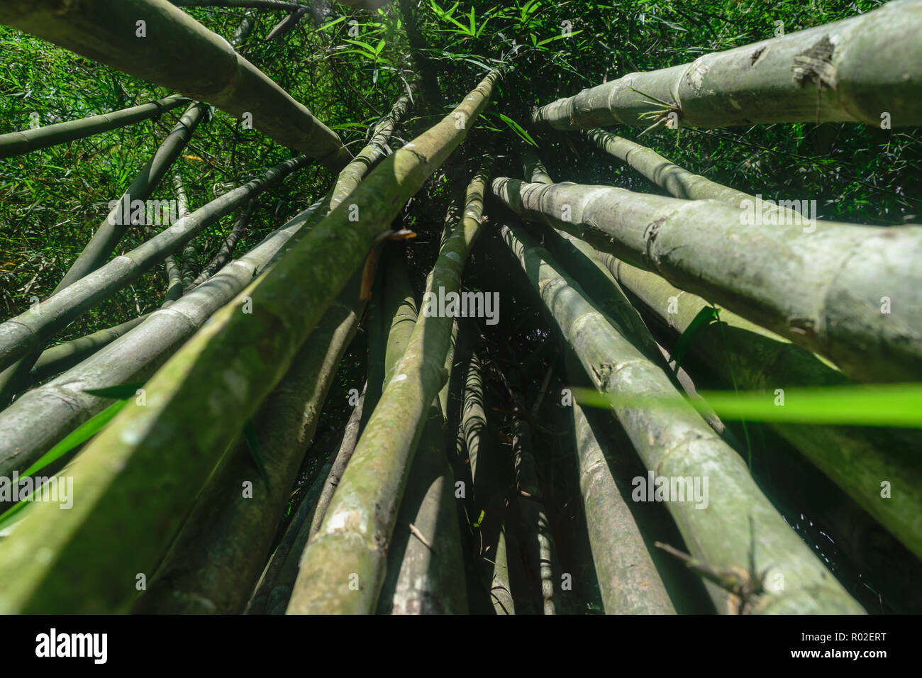 Up view from the ground of green and big bamboo tree trunks in ...