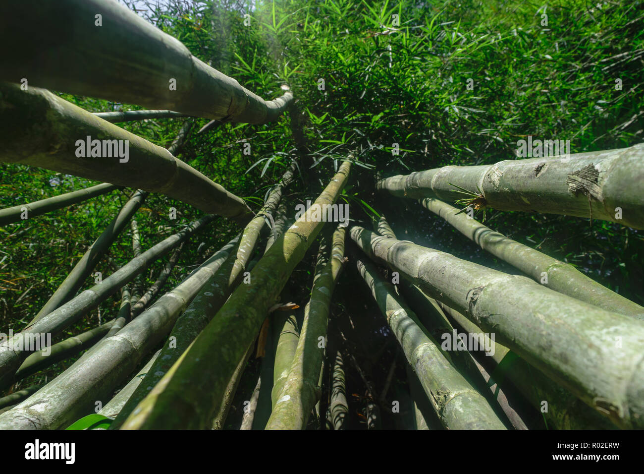 Up view from the ground of green and big bamboo tree trunks in ...