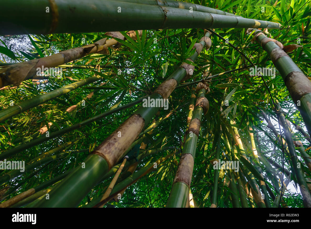 Up view from the ground of green and big bamboo tree trunks in ...