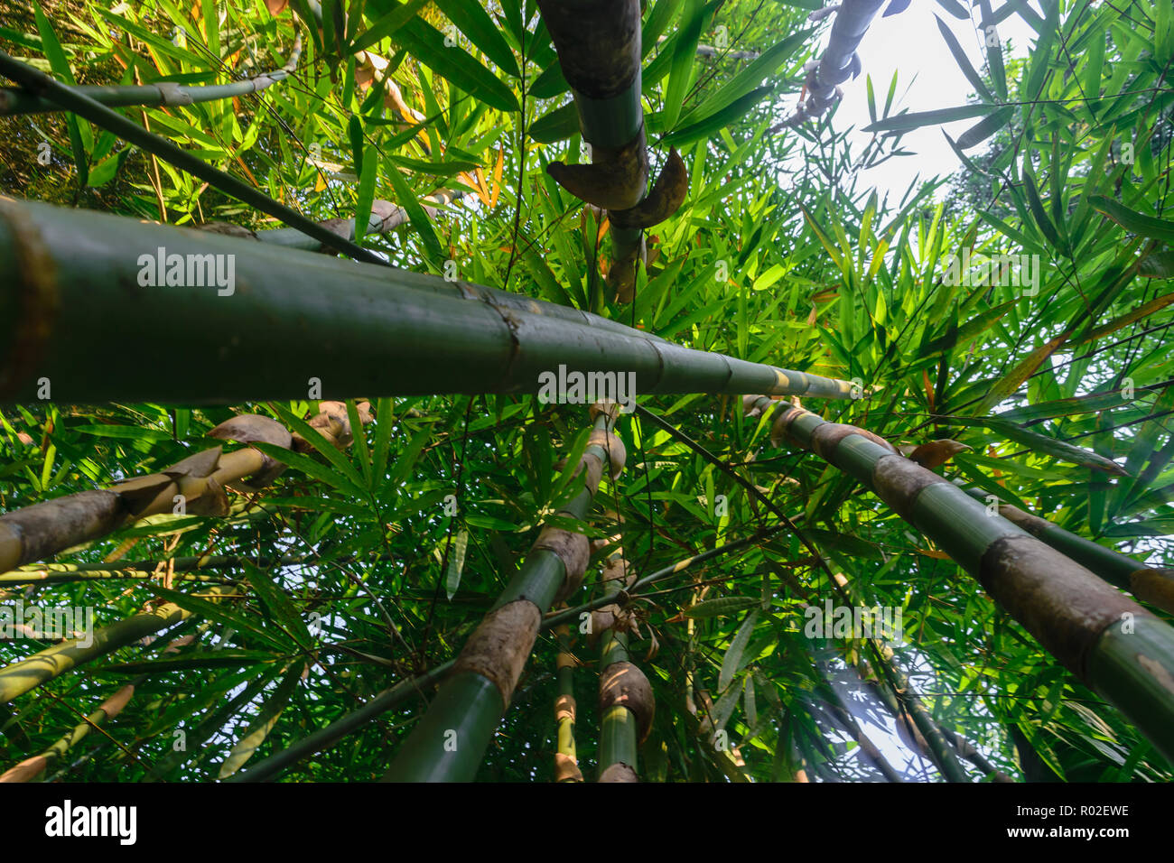 Up view from the ground of green and big bamboo tree trunks in ...
