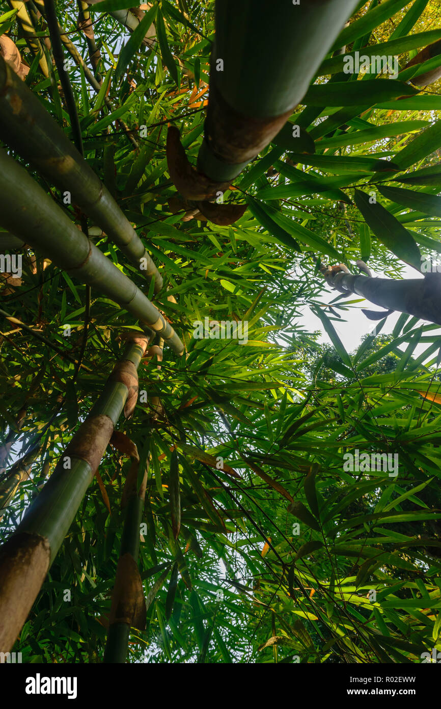 Up view from the ground of green and big bamboo tree trunks in ...