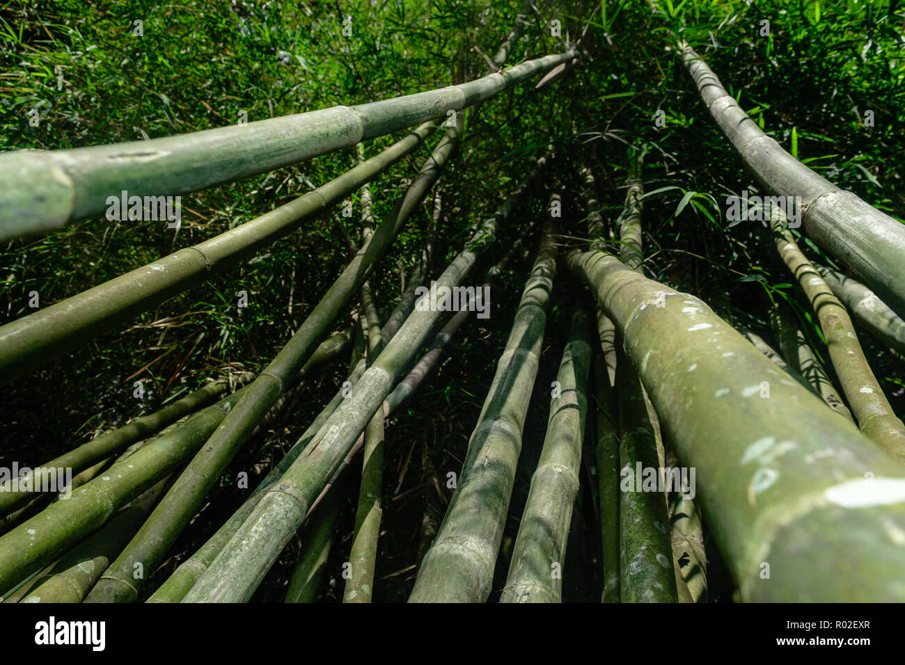 Up view from the ground of green and big bamboo tree trunks in ...