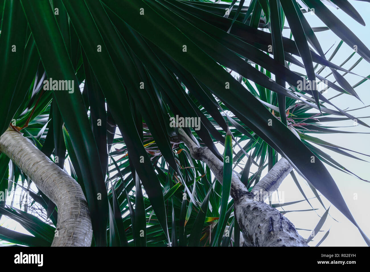 Palm tree view from ground hi-res stock photography and images - Alamy