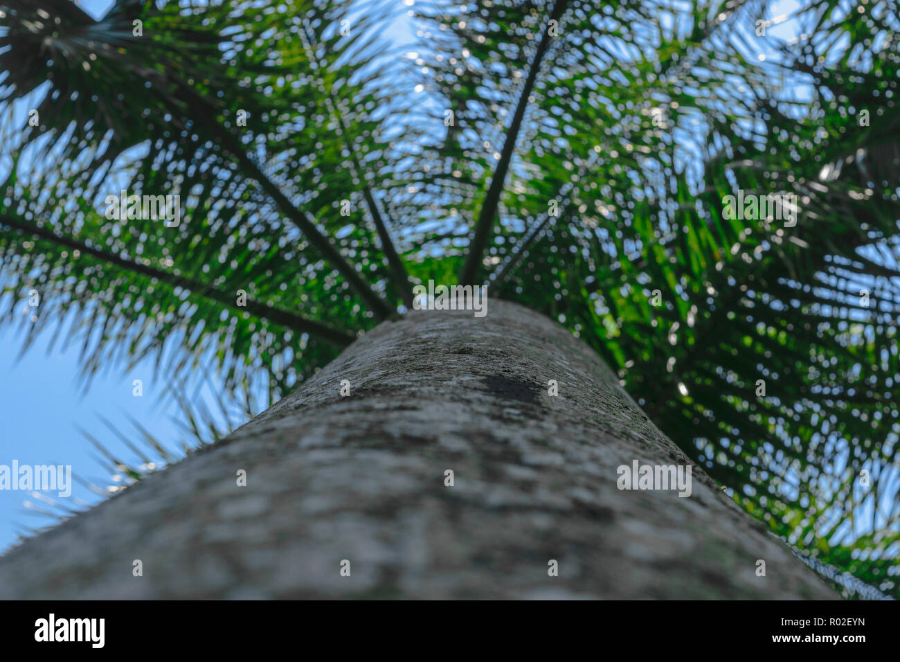 Up view from the ground of grey palm tree trunk and green leaves in ...