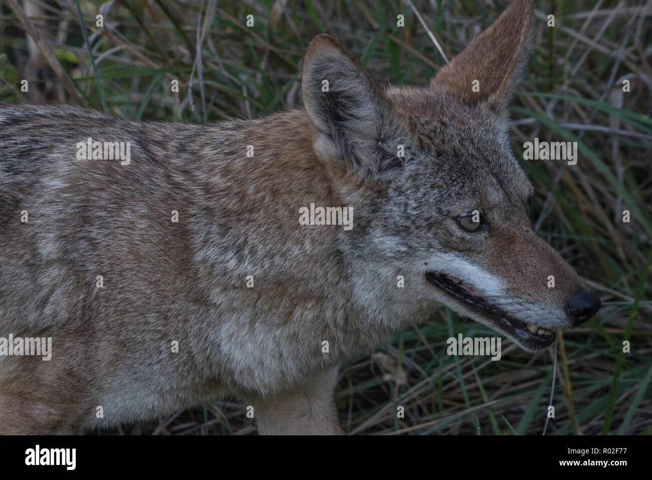 Close up coyote hi-res stock photography and images - Alamy