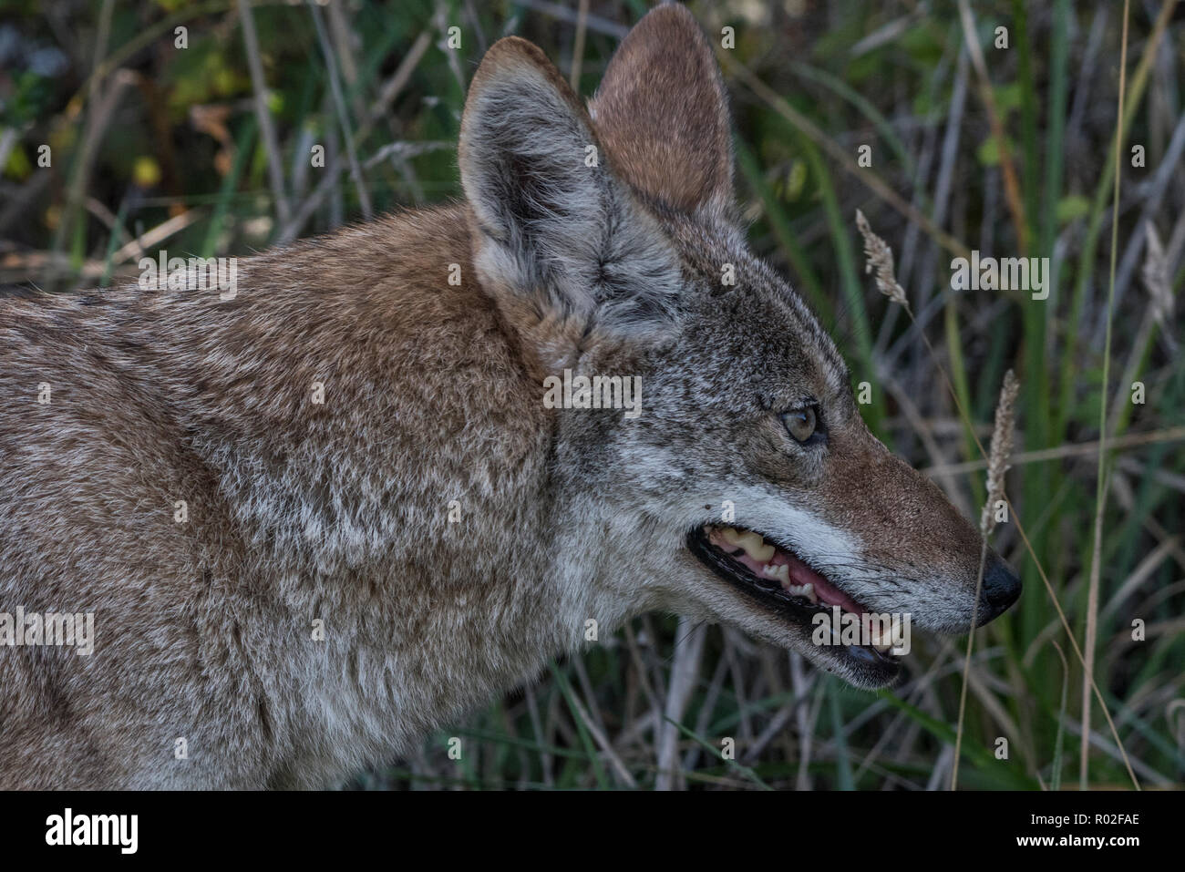 Close up coyote hi-res stock photography and images - Alamy