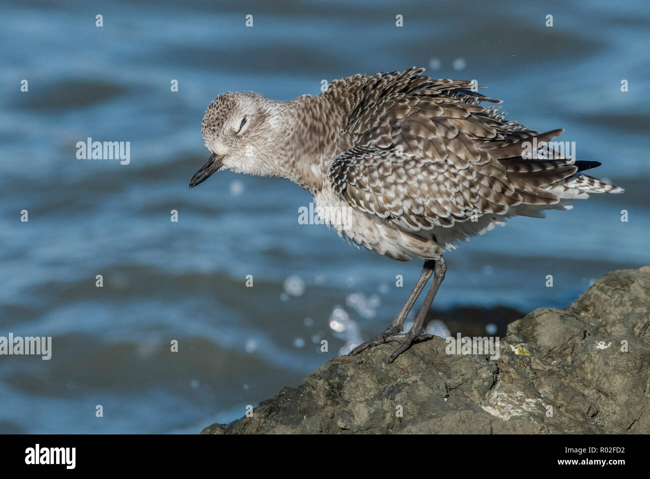A black bellied plover also known as a grey plover (Pluvialis ...
