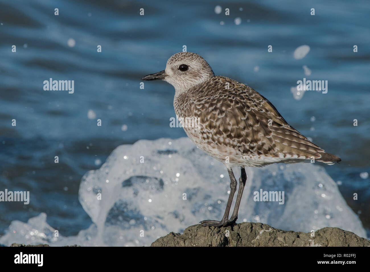 A black bellied plover also known as a grey plover (Pluvialis ...