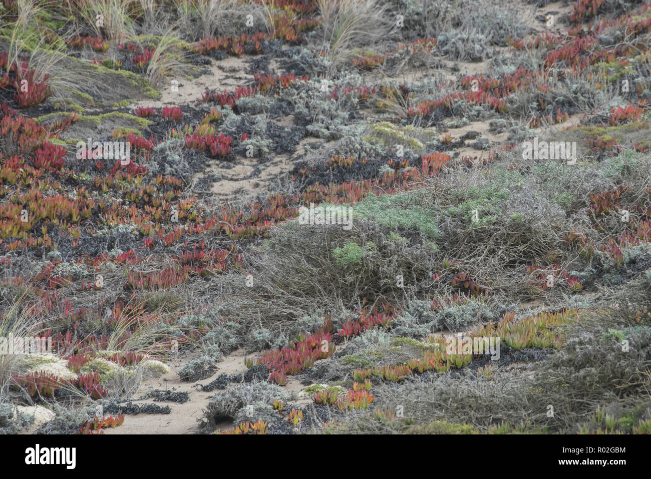 Coastal vegetation plant plants hi-res stock photography and images - Alamy