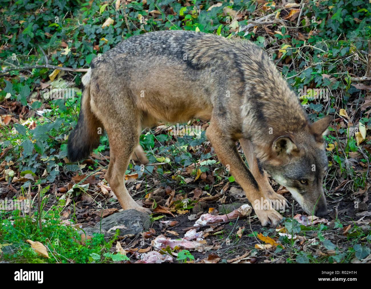 National Park of Abruzzo, Lazio and Molise (Italy) - The autumn in the ...