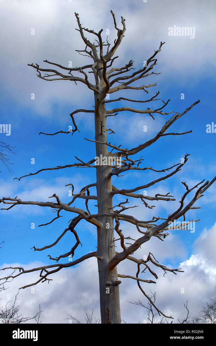 Dead dry tree without bark. Northernmost forests in Europe are affected ...