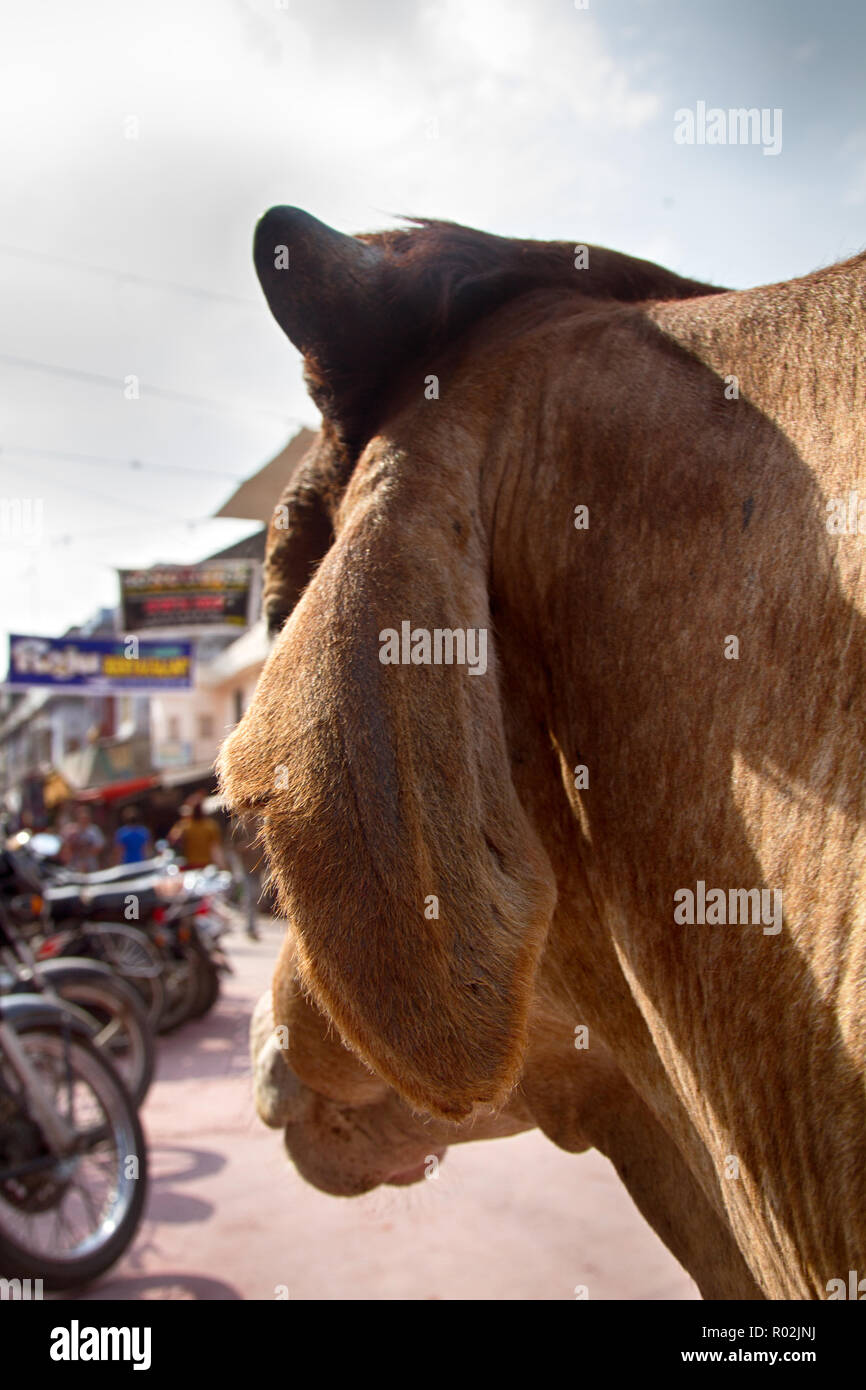 Outstanding in the lens of a cow's face (body part) on an Indian street ...