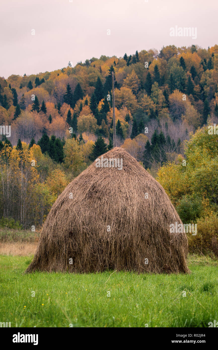 Autumn. Hay dried and assembled in stack. Traditional method of rick ...