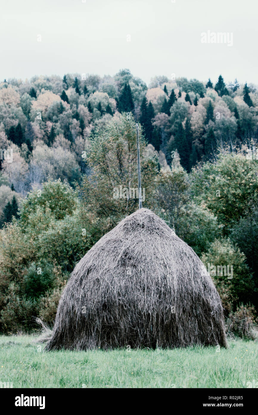 Autumn. Hay dried and assembled in stack. Traditional method of rick ...