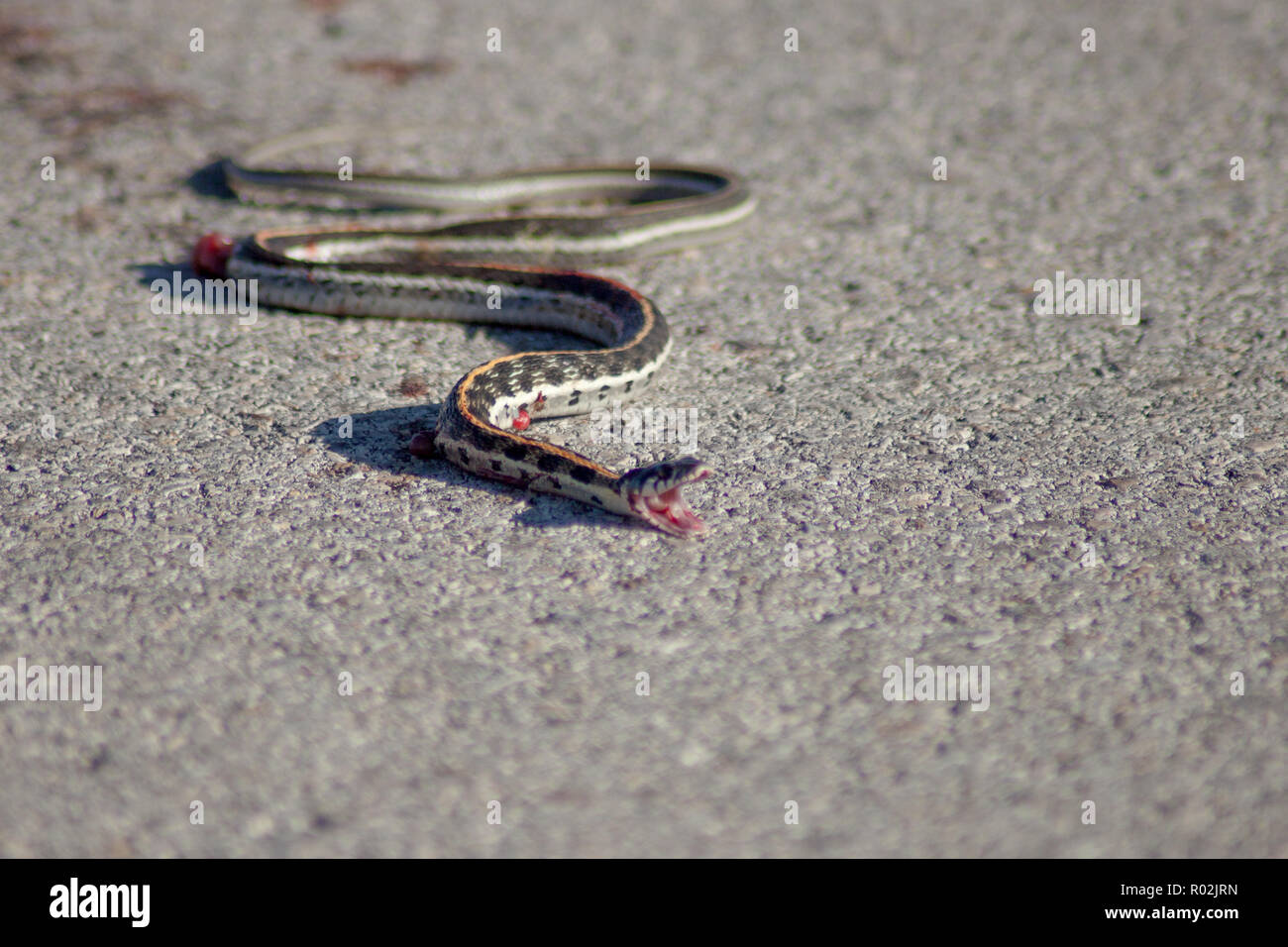 Road crossing snake hi-res stock photography and images - Alamy