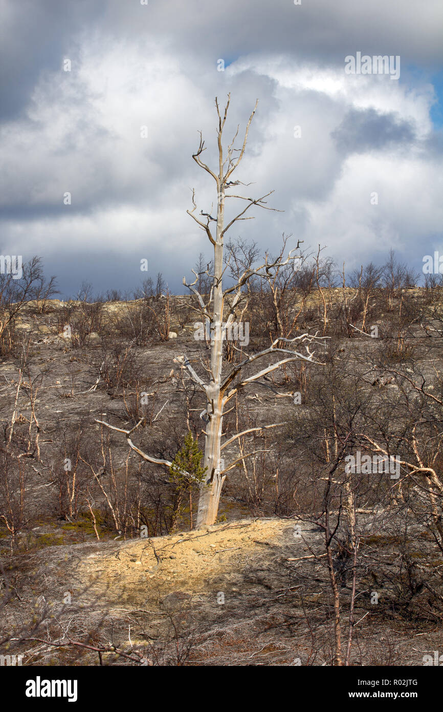 Northernmost forests in Europe are affected by iron and steel works ...
