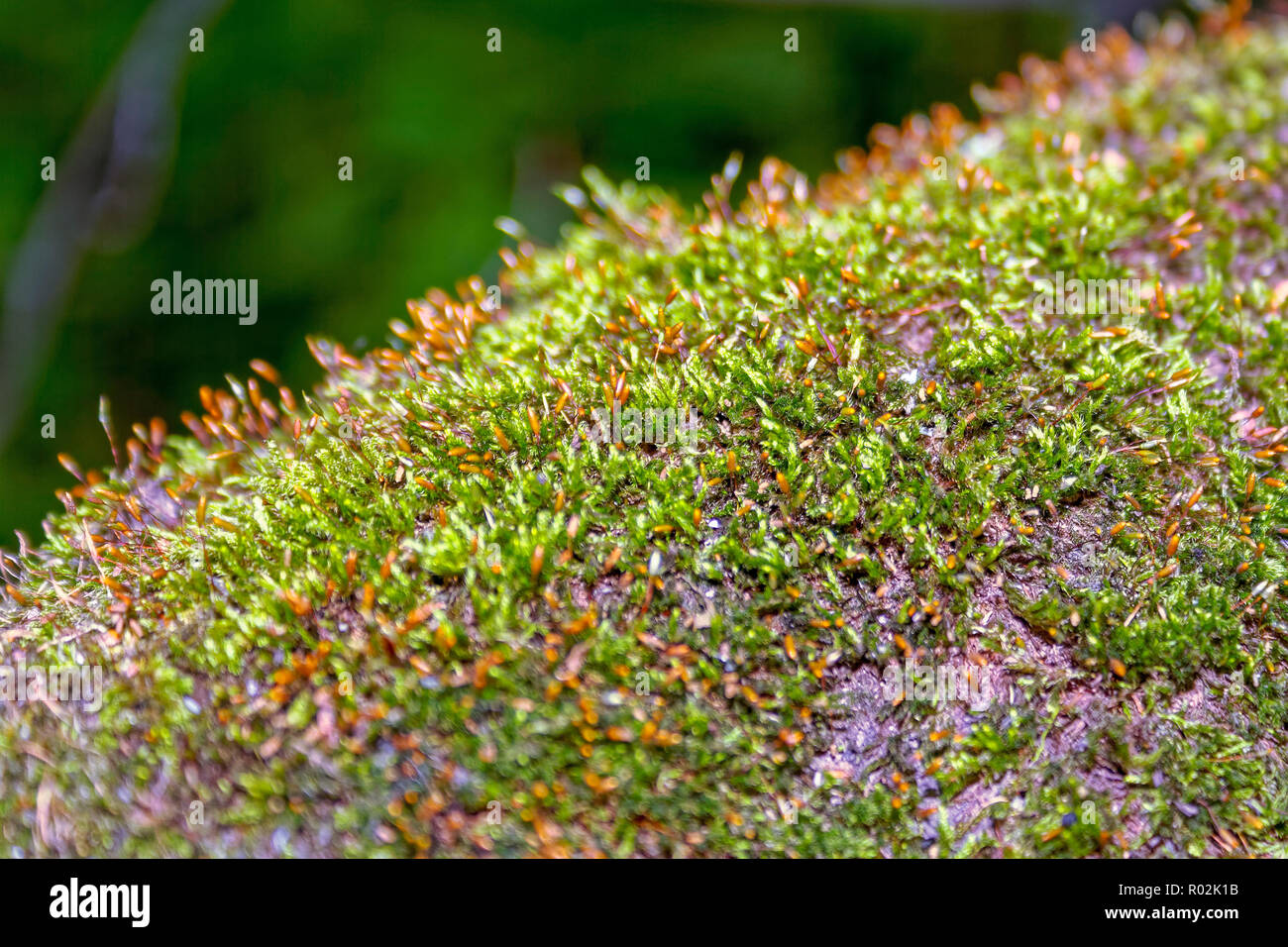 Texture green forest moss hi-res stock photography and images - Alamy