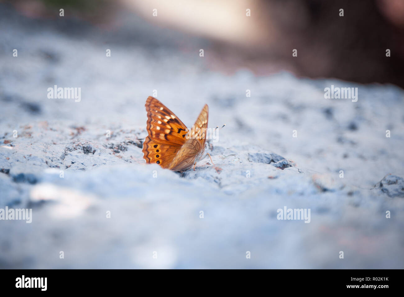 The flutter of wings hi-res stock photography and images - Alamy