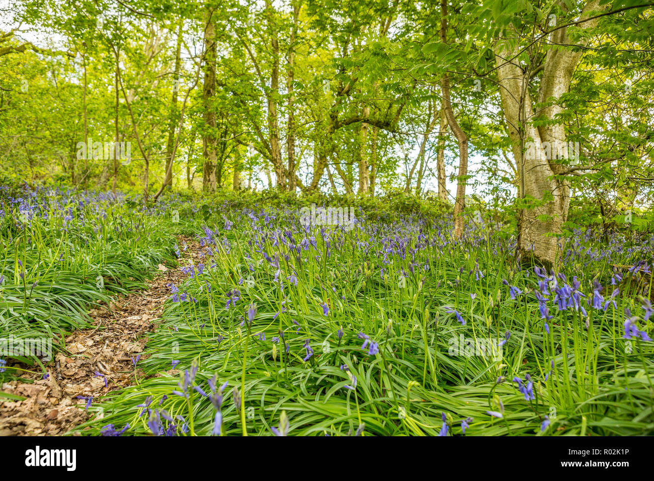 Flowering trees grass woods forest europe colour color colourful ...