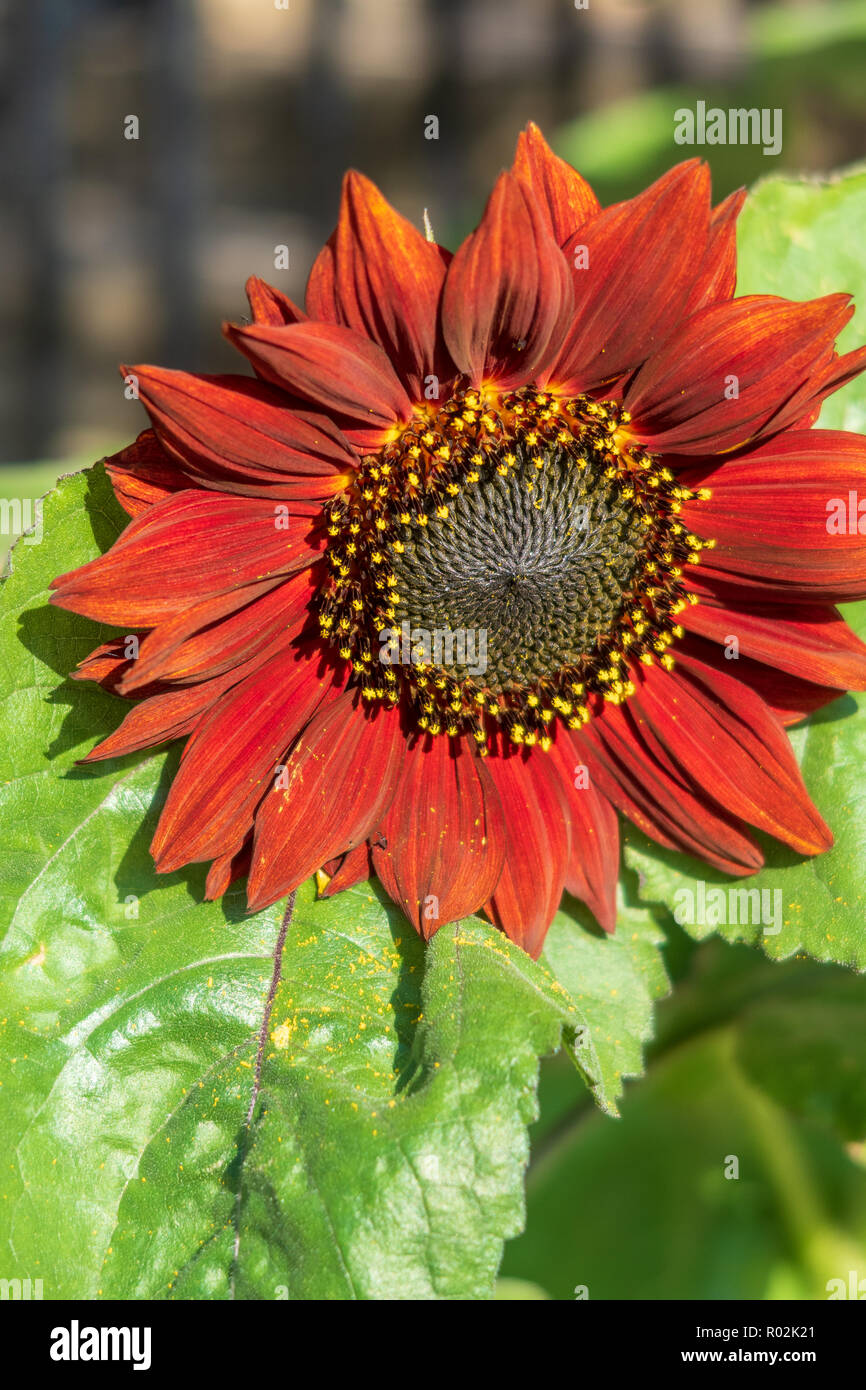 Red sunflower pattern hi-res stock photography and images - Alamy