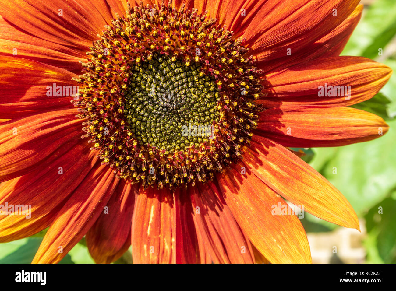 Red sunflower in full bloom Stock Photo - Alamy
