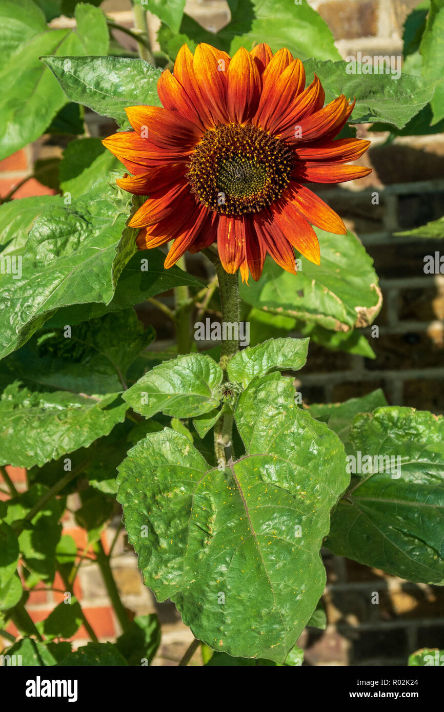 Red sunflower hi-res stock photography and images - Alamy