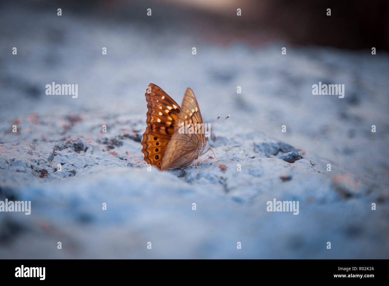 Opening wings hi-res stock photography and images - Alamy
