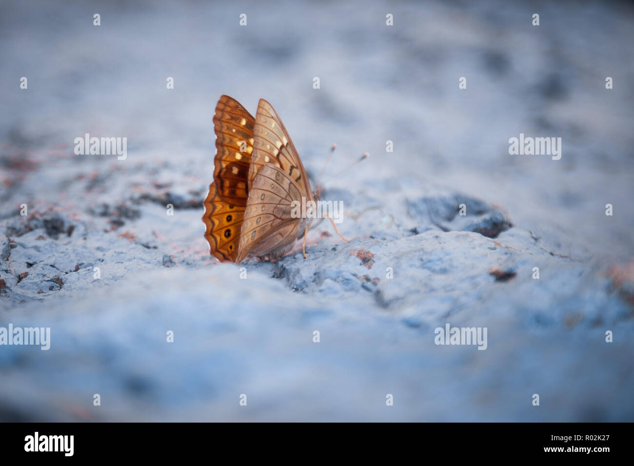 Landing butterfly hi-res stock photography and images - Alamy