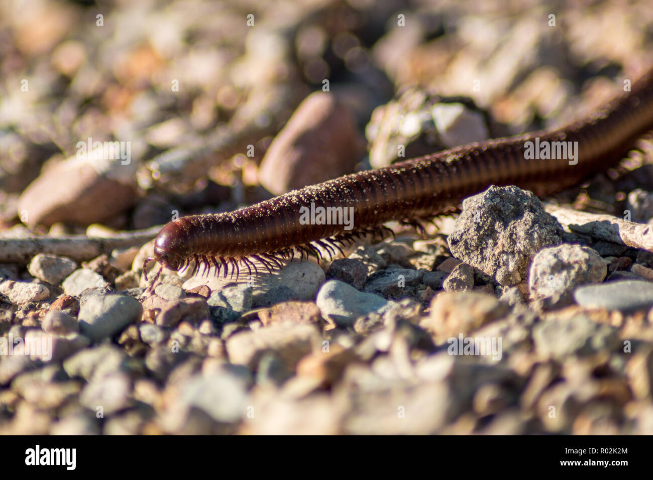 Millipede orange hi-res stock photography and images - Alamy