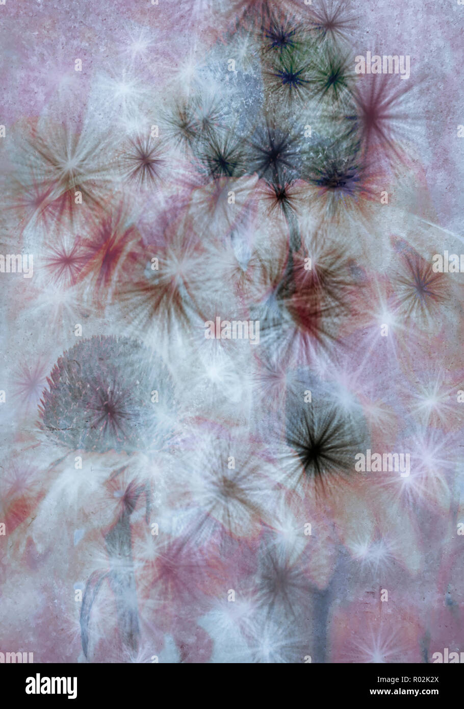 Multi flower heads hi-res stock photography and images - Alamy