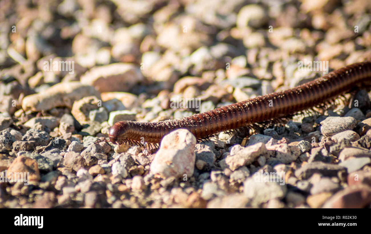 Millipede Millipedes Stock Photos & Millipede Millipedes Stock Images ...