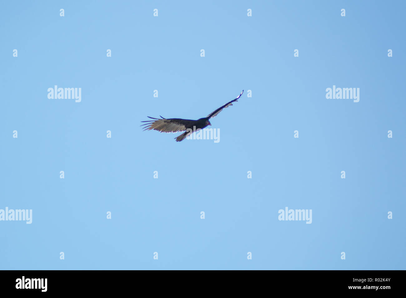 Vulture Wing Spread High Resolution Stock Photography and Images - Alamy