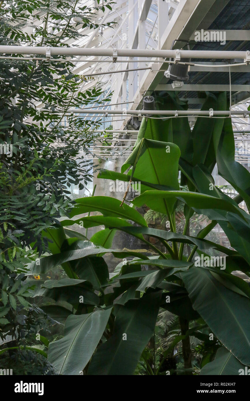 Tropical plants in Botanic Gardens Belfast Stock Photo - Alamy