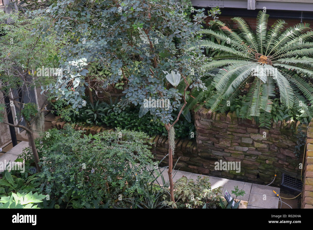 Tropical plants in the Tropical Ravine in Botanic Gardens, Belfast ...