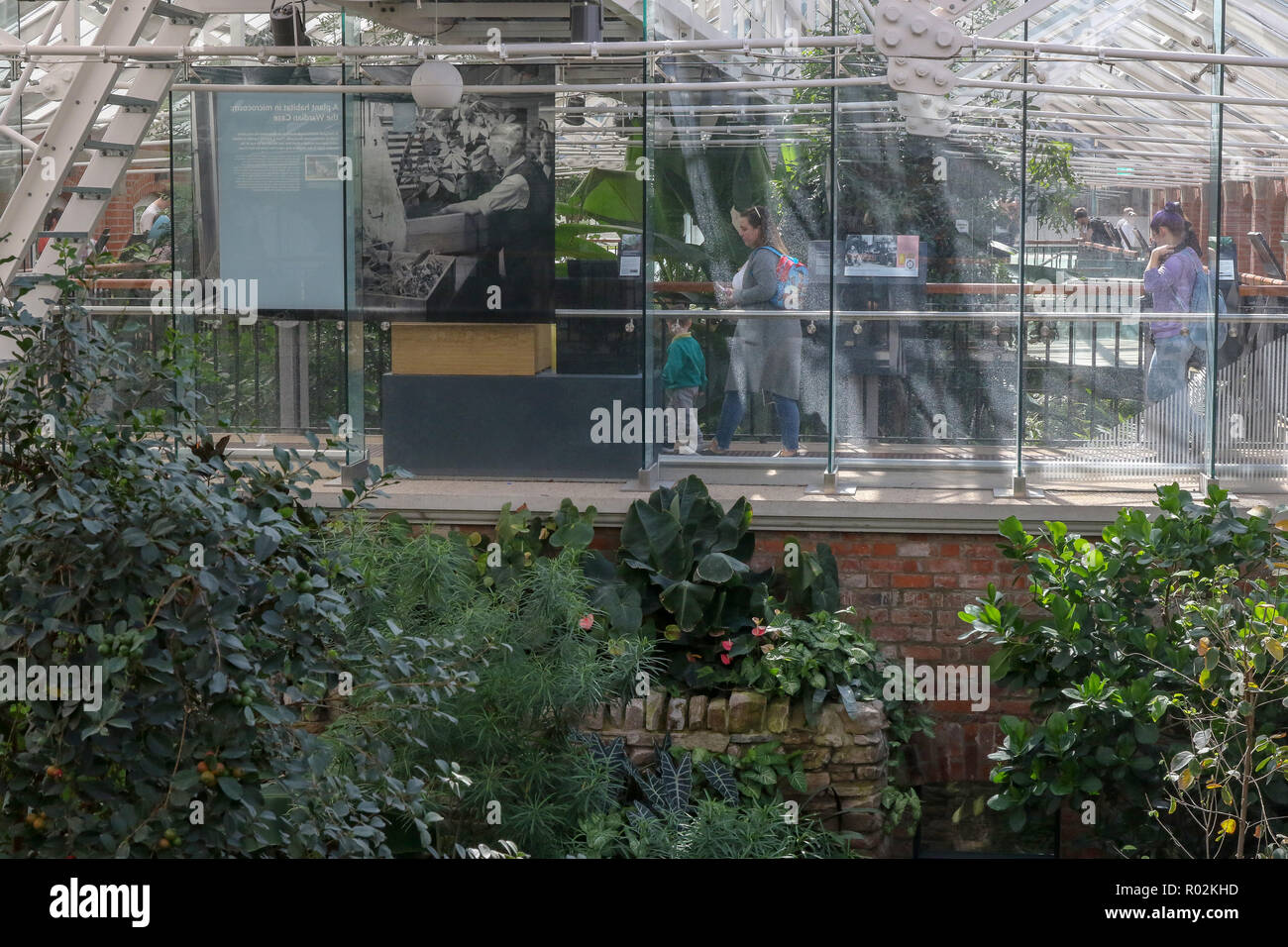 Belfast botanic gardens tropical ravine hi-res stock photography and ...