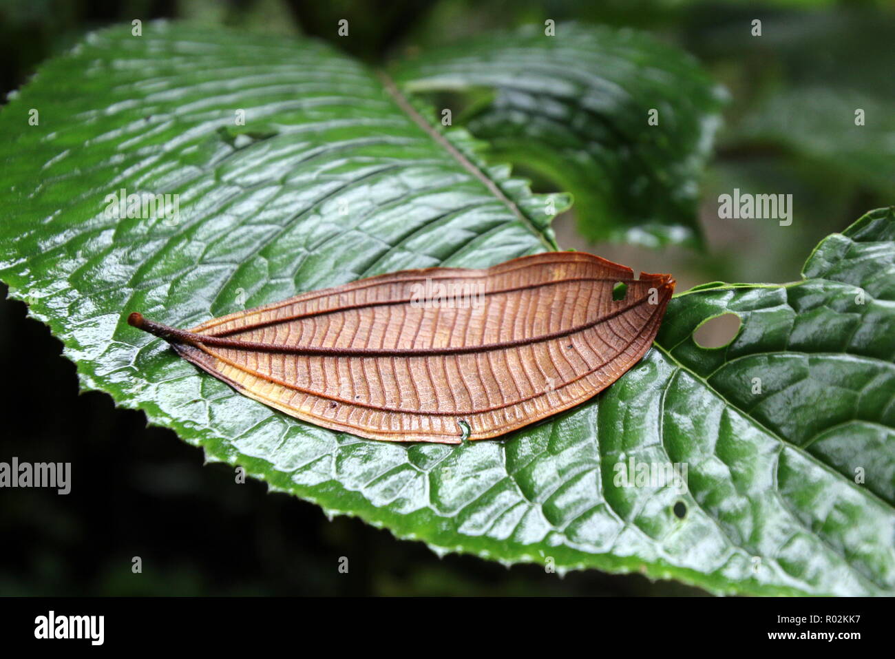Tow leaves green leaf hi-res stock photography and images - Alamy