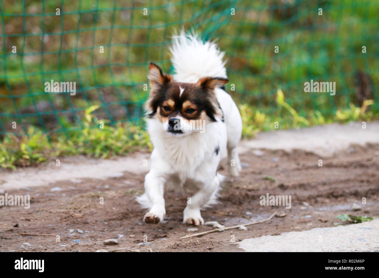 Small dog forward on white hi-res stock photography and images - Alamy