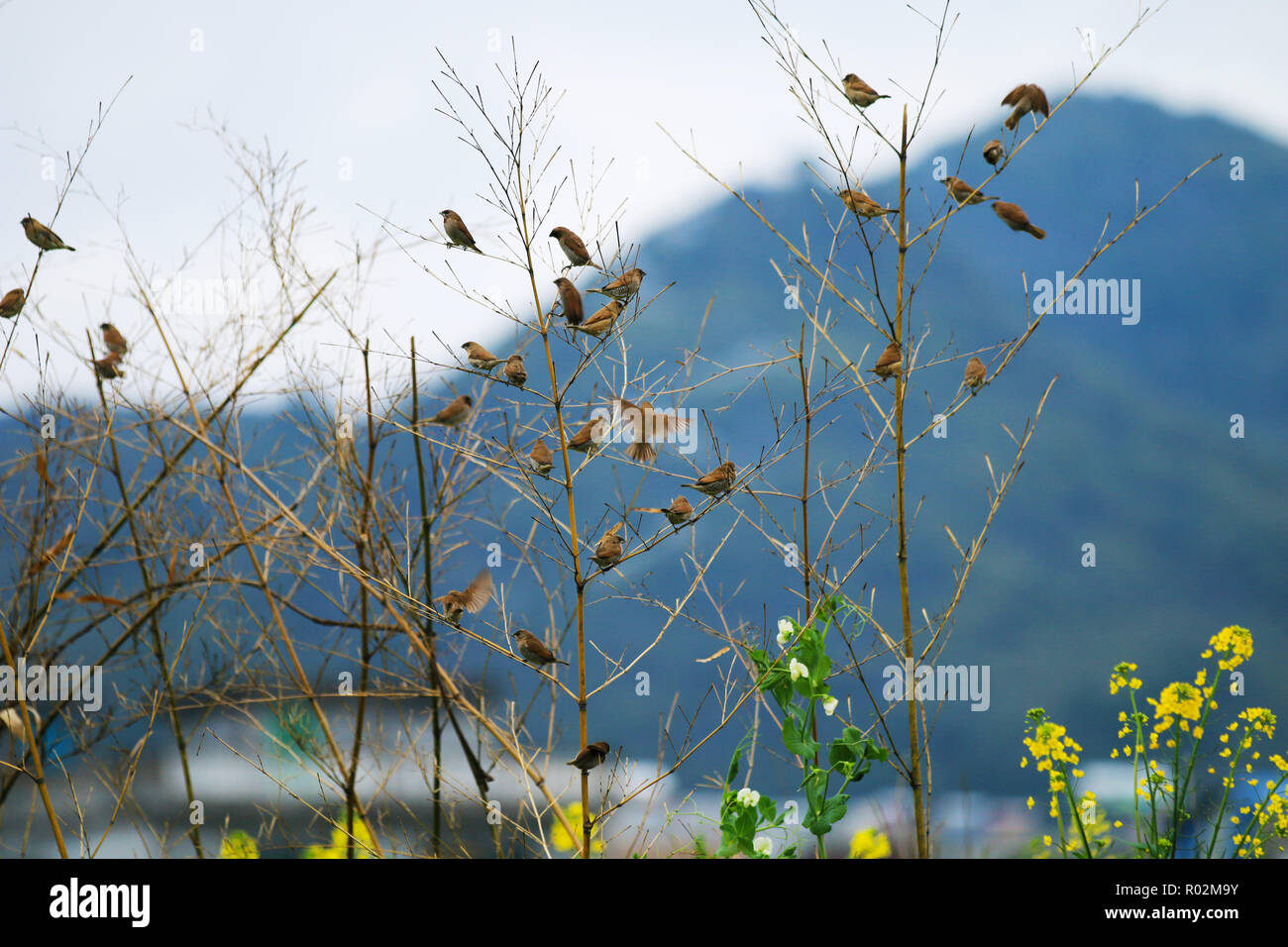 A flock of birds perched in a tree Stock Photo - Alamy