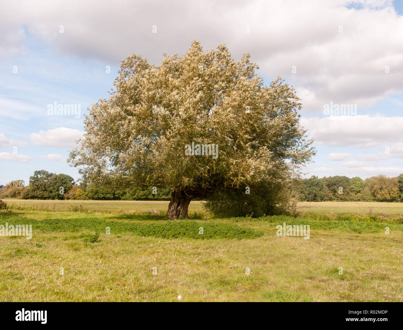 Dedham summer day special grassland greenery scene landscape nature ...