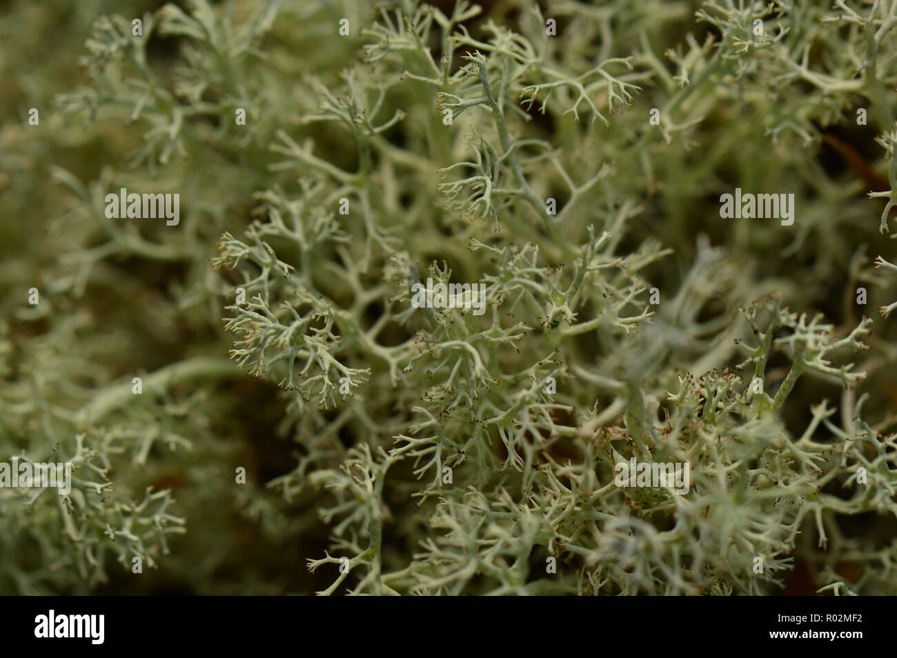 Moss texture white color abstract shape natural background Stock Photo ...