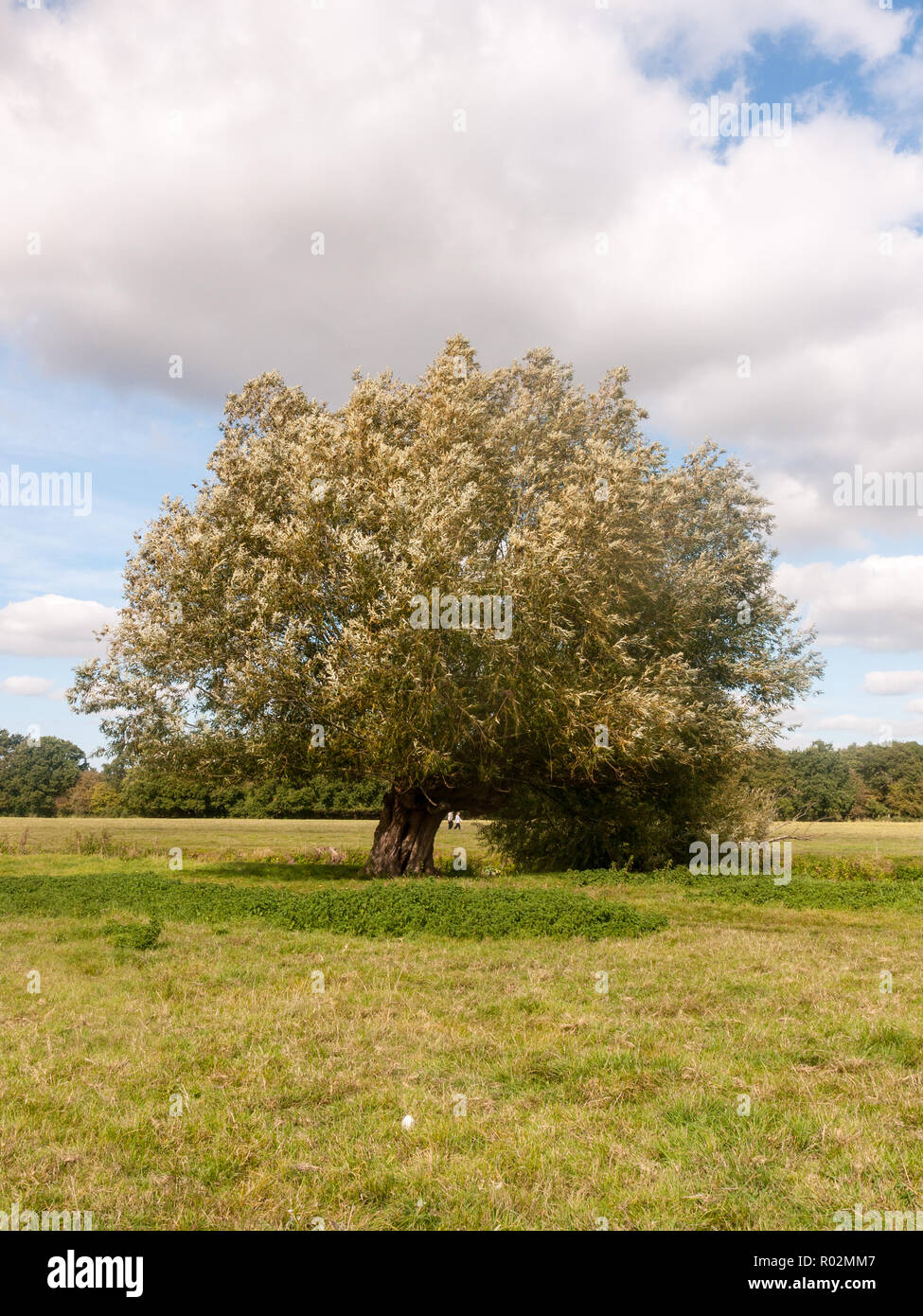 Dedham summer day special grassland greenery scene landscape nature ...