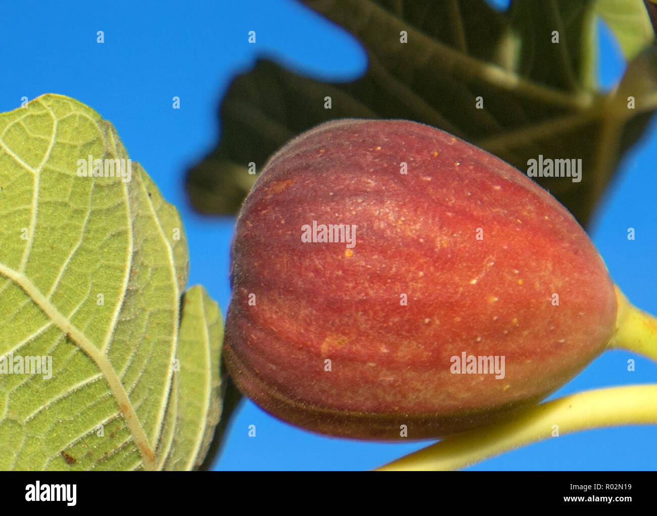 Black mission fig tree hi-res stock photography and images - Alamy