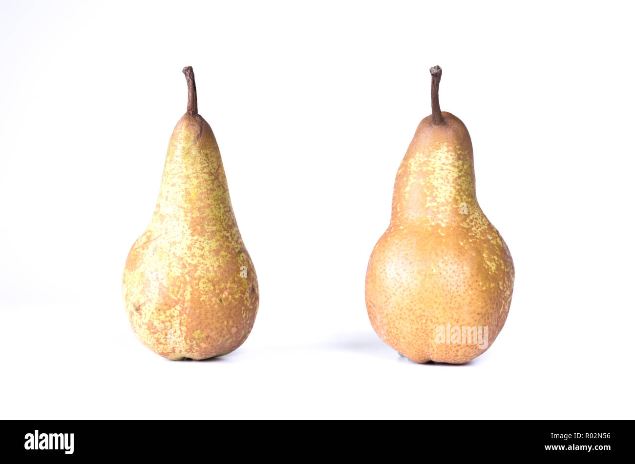 Two large pears. Pears in a row. Pears are standing. Isolated ...