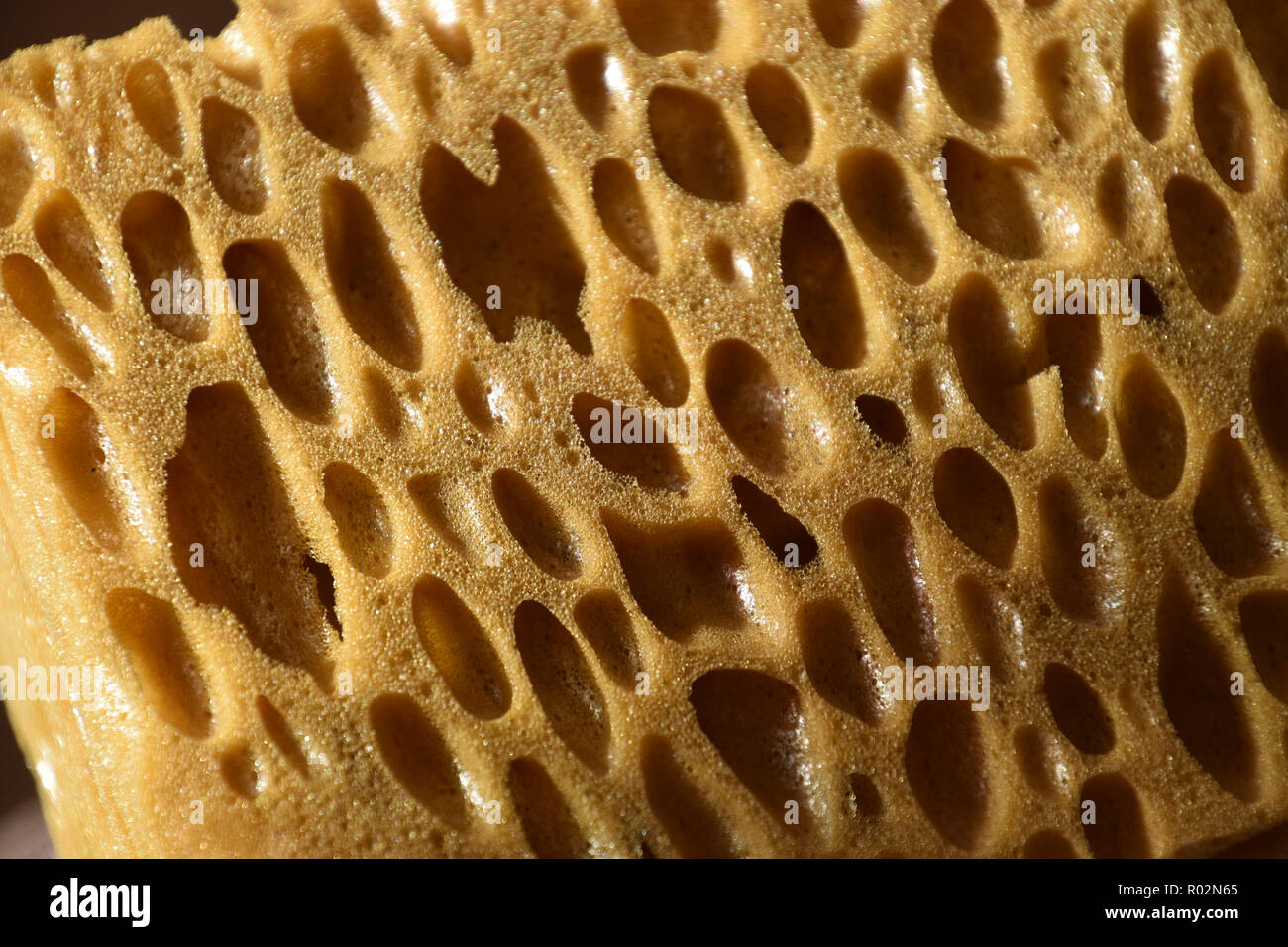 perforated surface of a sponge background, extreme macro of big porous ...