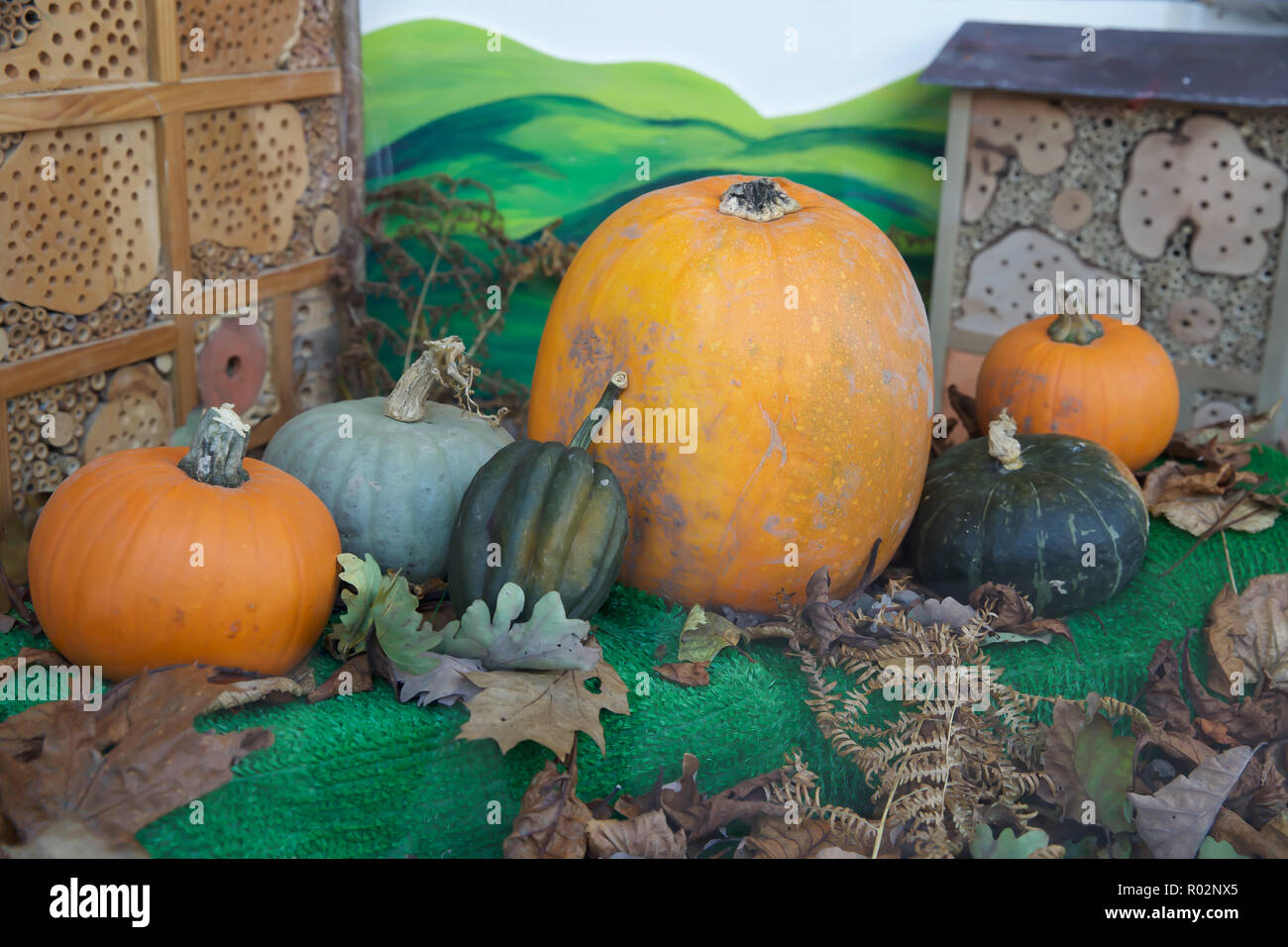 Pumpkins in a window display in Ludlow Shropshire, UK Stock Photo - Alamy